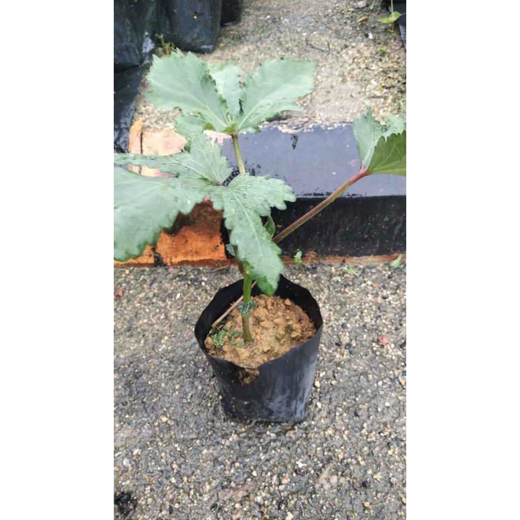 Pokok Bendi Hybrid dalam polybag / LADY’S FINGER / pokok kacang bendi ...