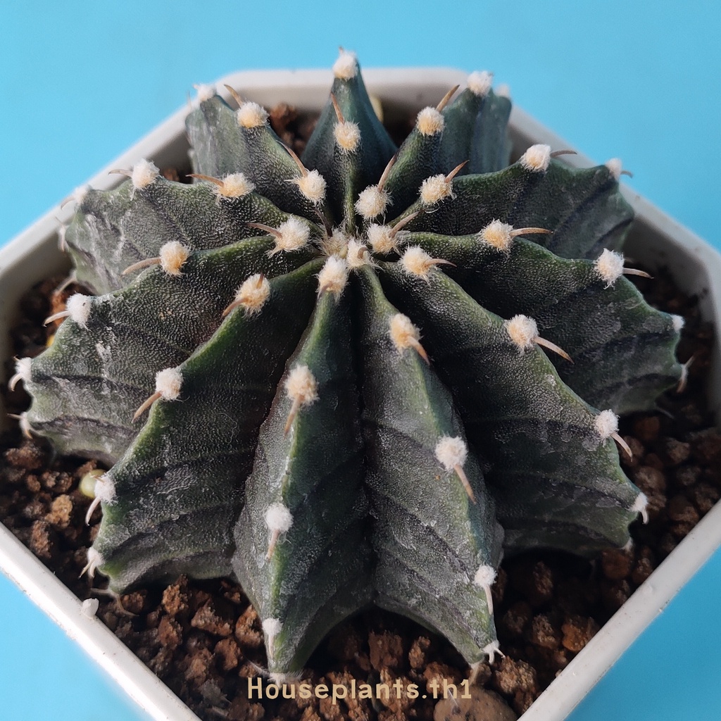 LB2178 Hybrid แอลบีไฮบริด หนามเดี่ยว ฟอร์มคล้ายแอลบีแท้ ต้นใหญ่ ในกระถาง3นิ้ว | Shopee Thailand