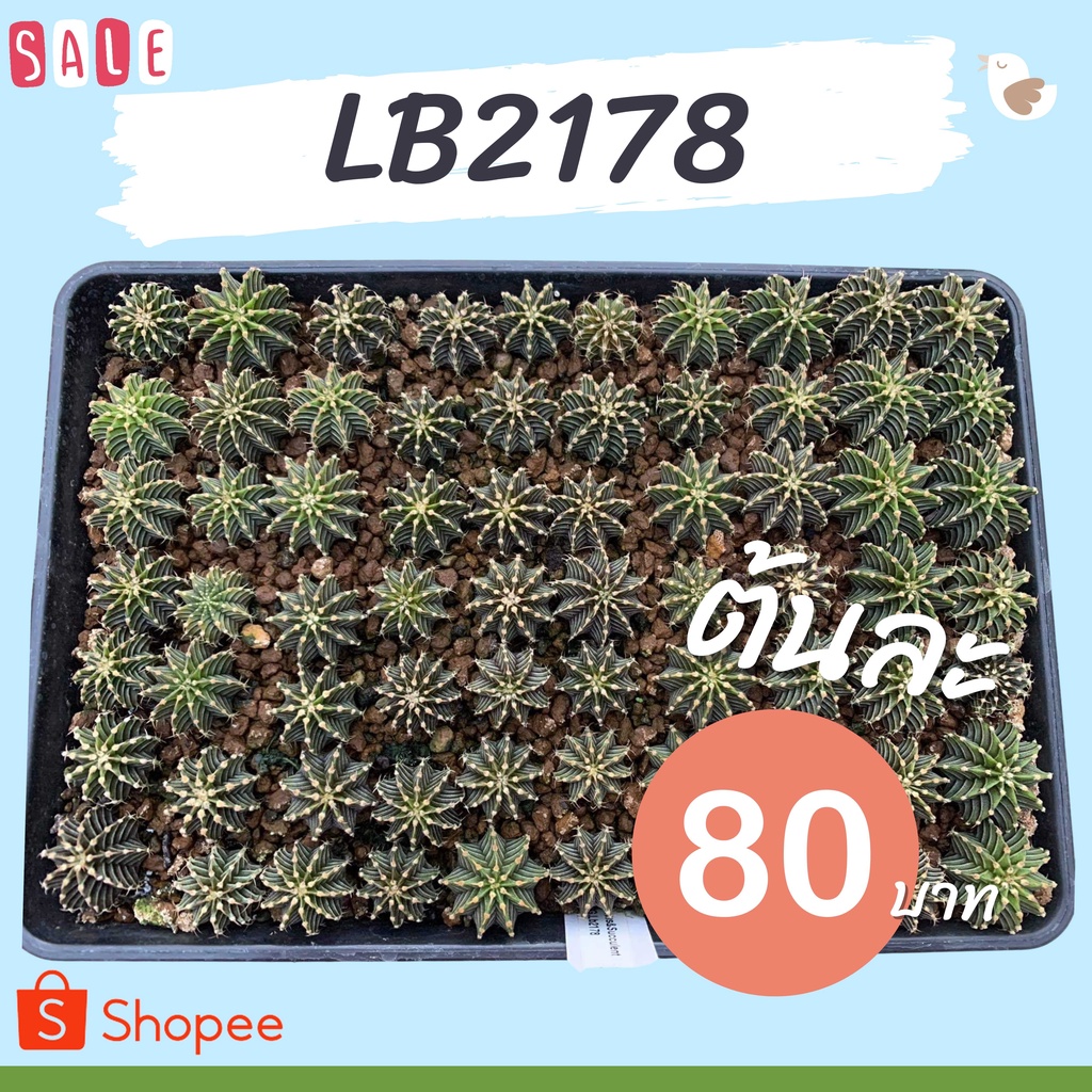 LB2178 LBแท้ แยกต้น ขายแยกต้น ราคาเบาๆ LBไม้เมล็ด 10-12 พู | Shopee Thailand