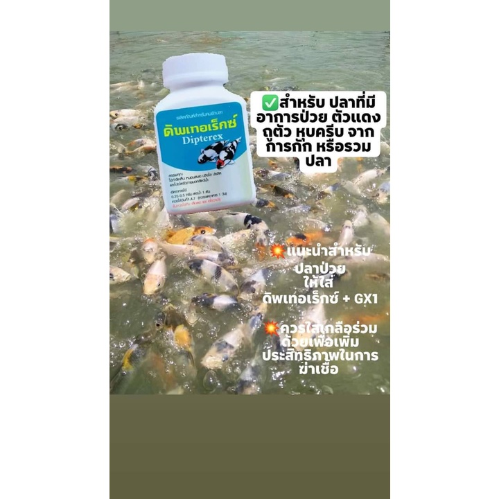 Dipterex ( ดิพเทอเร็กซ์ ) ใช้สำหรับปลาสวยงาม ขนาด 100g. | Shopee Thailand