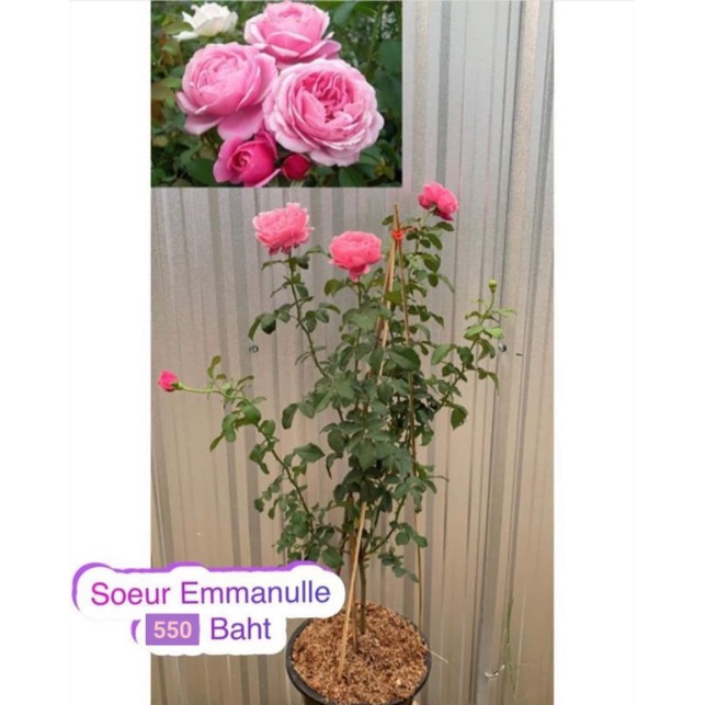 กุหลาบสายพันธ์ุ Sour Emmanulle ฟอร์มดอกดก ไซส์กระถาง | Shopee Thailand