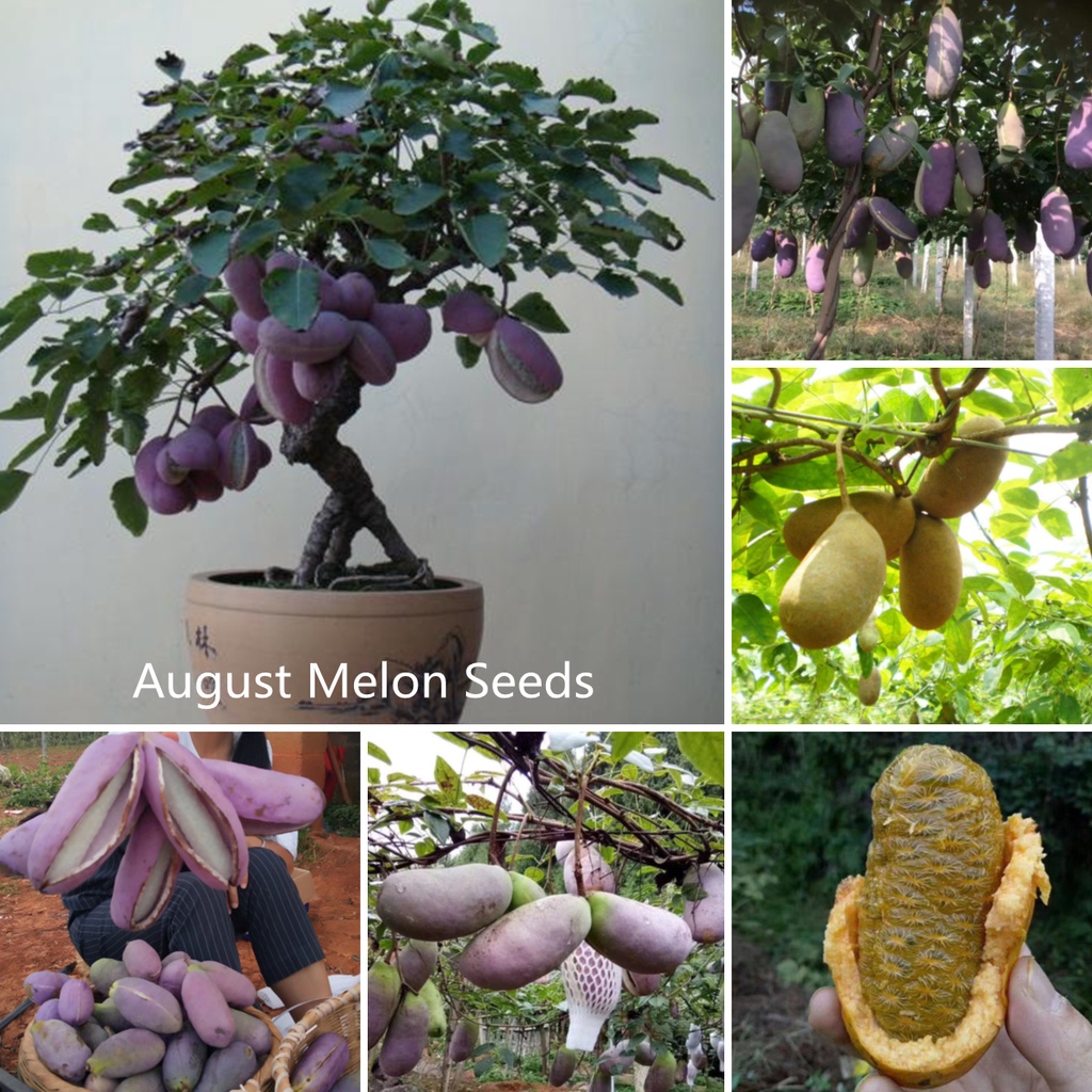 50pcs August Melon Seeds เมล็ดพันธุ์ กาแฟ ต้นผลไม้ ต้นผลไม้ถูกๆ ต้นไม้ ...