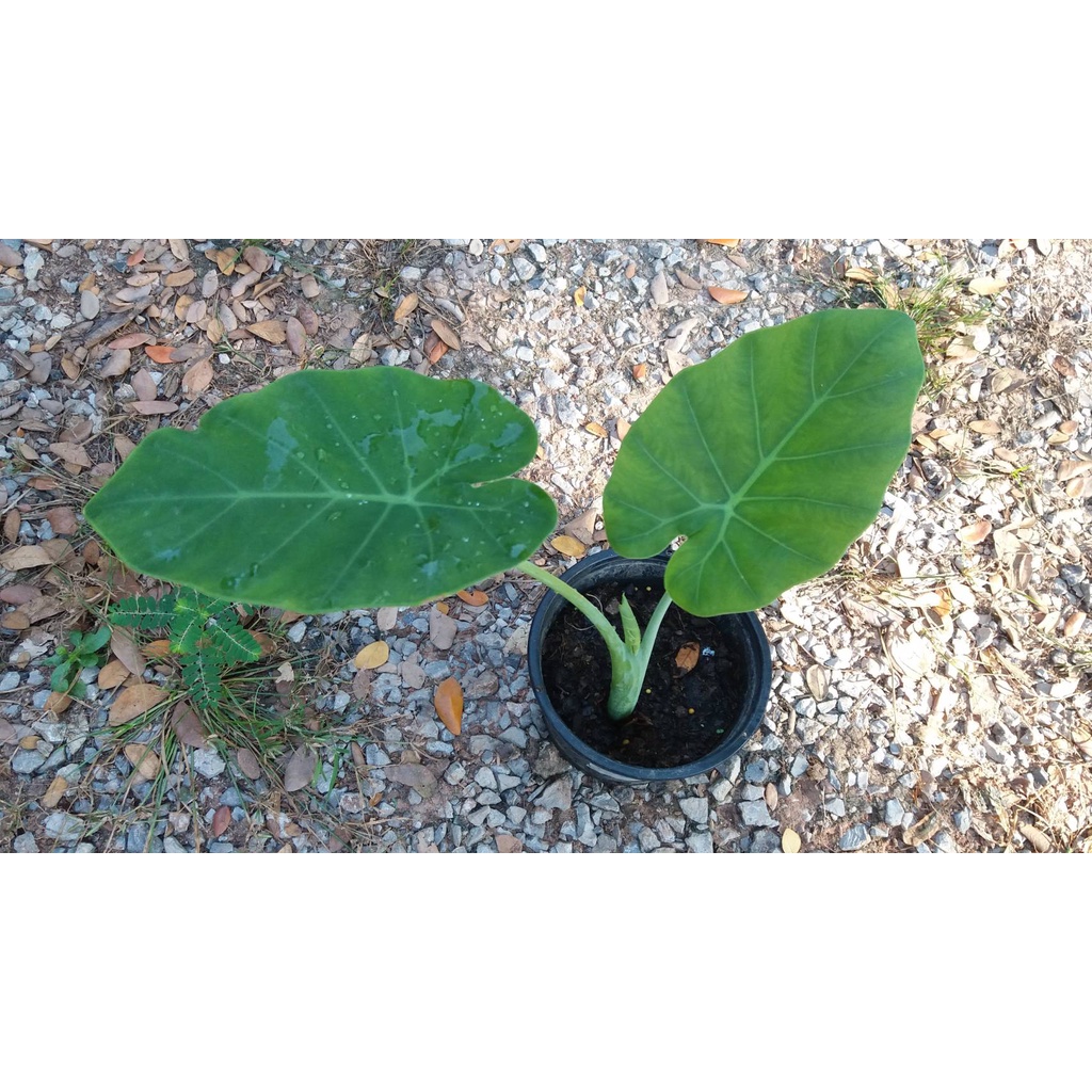 ต้นออดิบลุ้นด่าง( ทูนภาษาอีสาน)จัดส่งพร้อมกระถางมีให้เลือกหลายขนาดหลาย ...