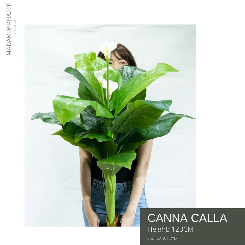 Canna Calla ต้นเดหลี 120CM พร้อมดอก มาดามขจี ตกแต่งบ้าน Premium ...
