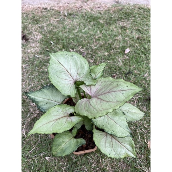 Syngonium Bold Allusion ด่างจุดกระจาย | Shopee Thailand