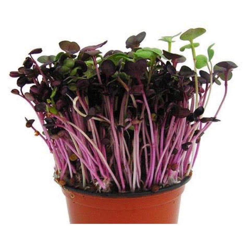 เมล็ดพันธุ์ ไมโครกรีน Microgreens Seed /Red Radish Microgreen Seed ...