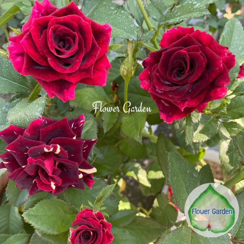 F467 กุหลาบ Wizard Rose (วิซาร์ด) ออกดอกได้หลายแบบ บางครั้งสีพื้นหรือมี ...