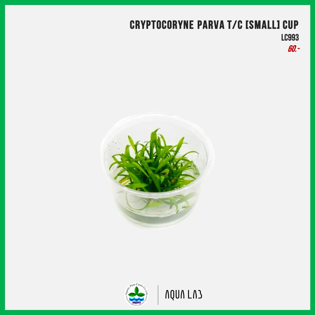 [APC] Cryptocoryne parva [Small] CUP (คริปพาว่า) [ไม้น้ำ - Aquatic ...