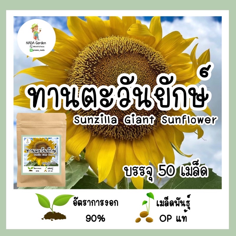 เมล็ดพันธุ์ ทานตะวันยักษ์ sunzilla giant sunflower 50 เมล็ด เมล็ดพันธุ์ ...