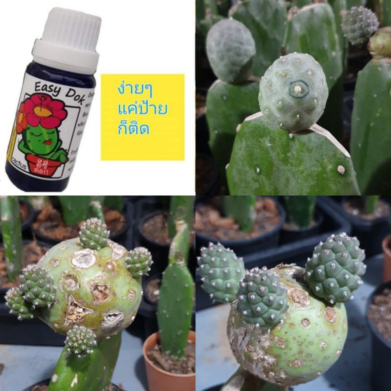 Easy dok ขนาด 15 ml. ง่ายๆ แค่ป้ายก็ติด | Shopee Thailand