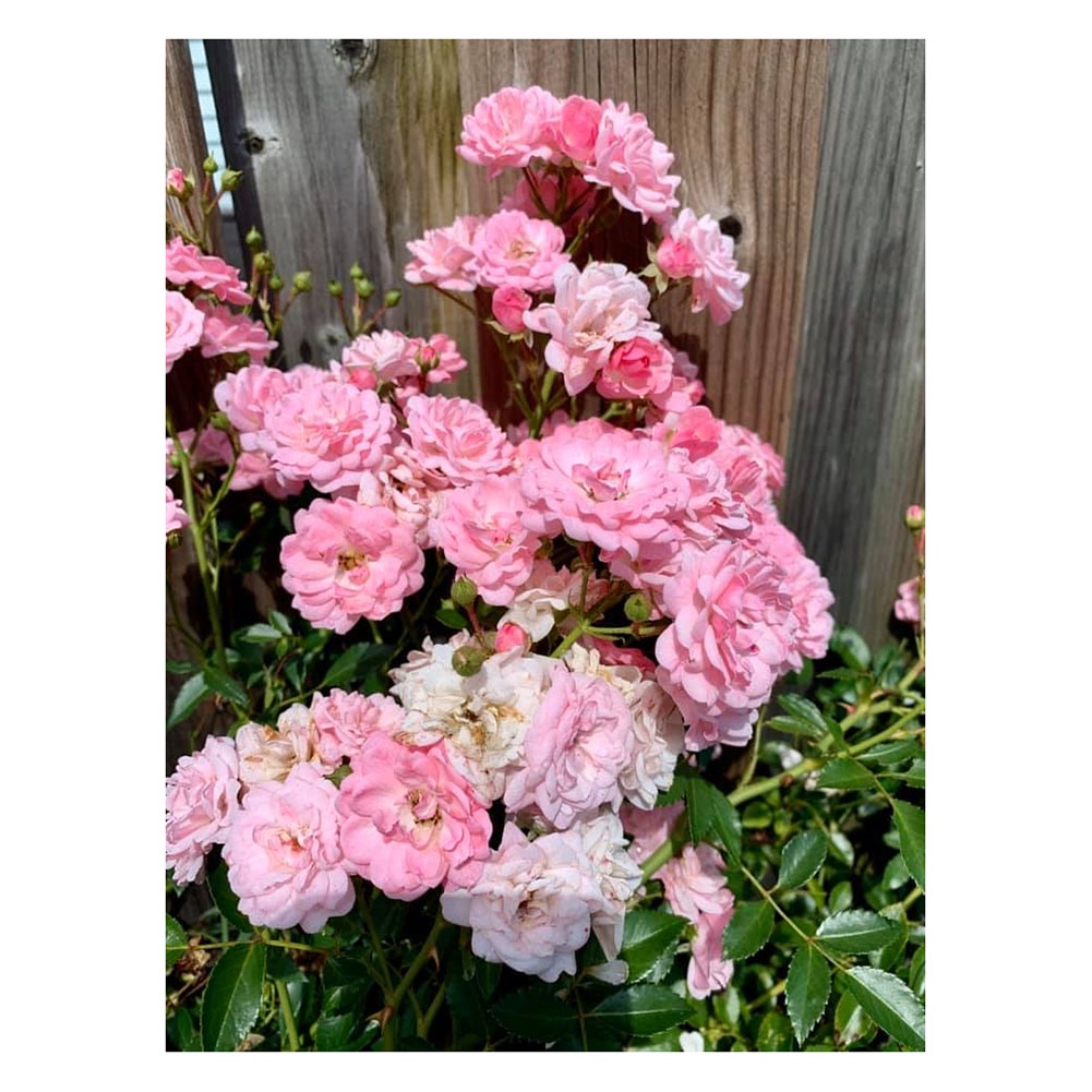 ( Ready Stock ) ชุดปักครอสติสลายดอกไม้ 11 Ct 40X50 ซม . | Shopee Thailand