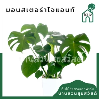 มอนสเตอร่า ประโยชน์ ราคาพิเศษ | ซื้อออนไลน์ที่ Shopee ส่งฟรี มอนสเตอร่า ประโยชน์ ราคาพิเศษ | ซื้อออนไลน์ที่ Shopee ส่งฟรี