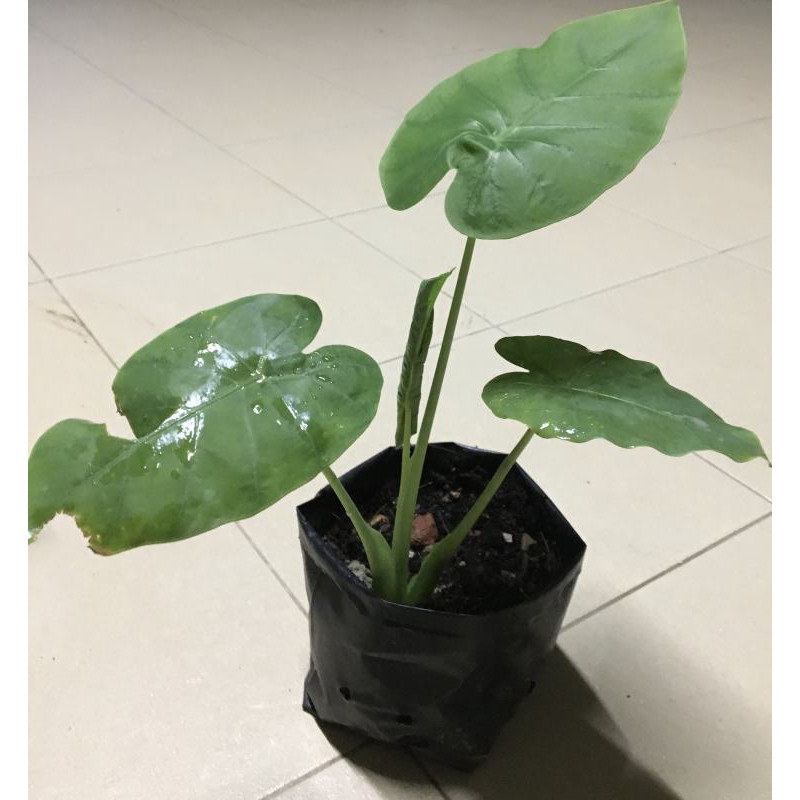 ต้นอ้อดิบ คูน ทูน 1 ต้นสูง 15- 25 เซนติเมตร ผักสดจิ้มน้ำพริกหรือใส่ใน ...