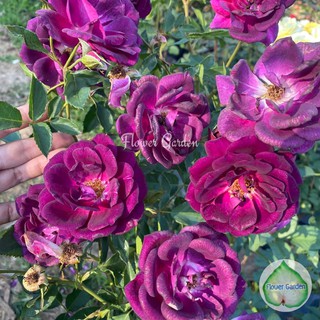 Flower Garden F493 กุหลาบ Midnight Blue (มิดไนท์ บลู) ดอกสีม่วง (ติดดอก) ขนาดถุงใหญ่ | Shopee ...