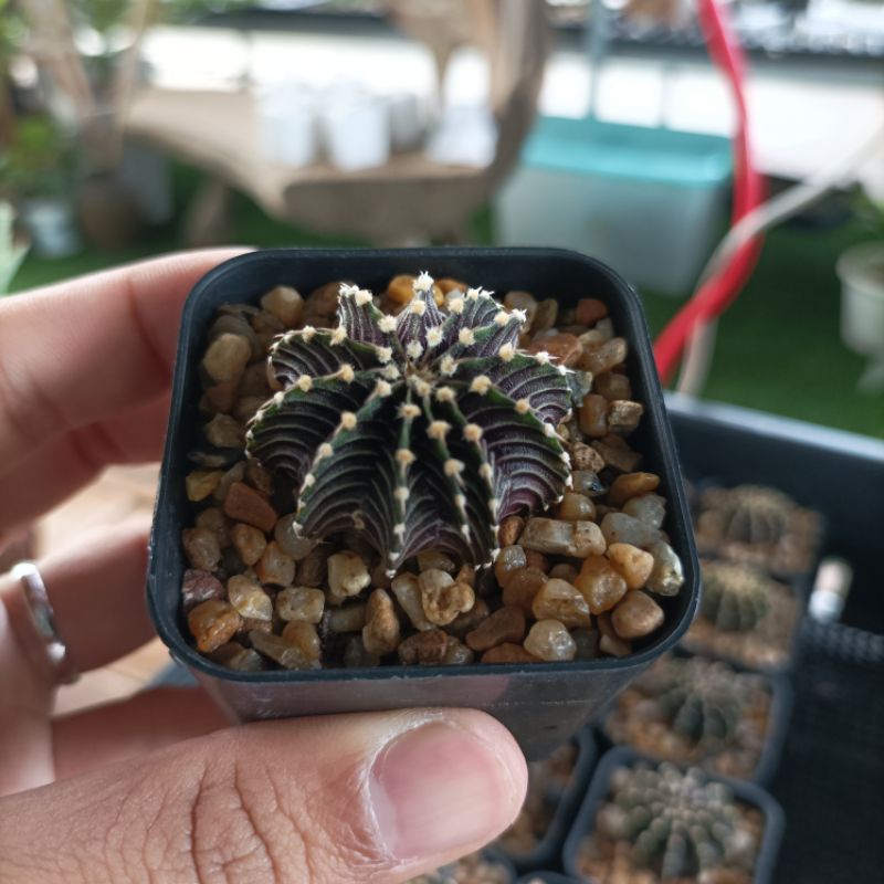 Gymnocalycium friedrichii LB2178 แท้!!! | Shopee Thailand