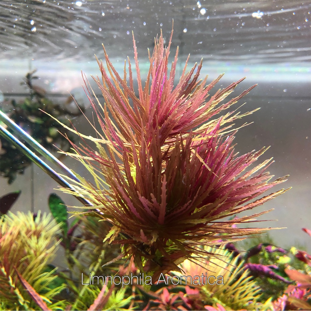 Limnophila Aromatica ไม้น้ำประดับตู้ปลา ตู้ไม้น้ำสวยงาม | Shopee Thailand