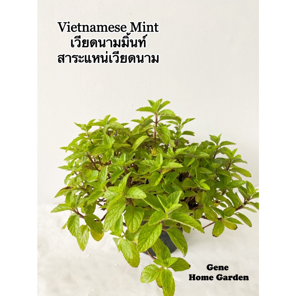เวียดนามมินท์ Vietnamese Mint กระถางขนาด 4 นิ้ว | Shopee Thailand