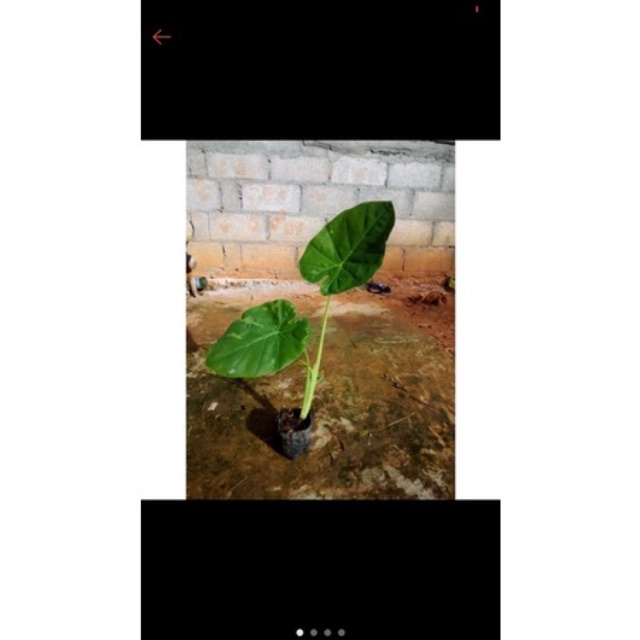 ออดิบ ต้นทูน ต้นตูน ทูนกินดิบ | Shopee Thailand