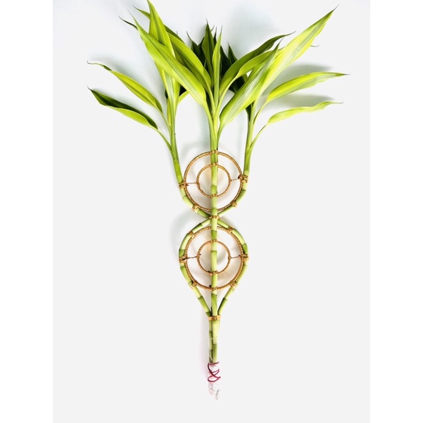 ไผ่กวนอิม เลข8 infinity | Shopee Thailand