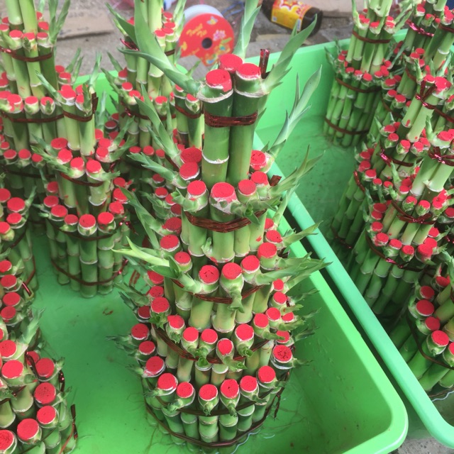 ไผ่กวนอิม 5 ชั้น lucky bamboo | Shopee Thailand