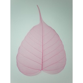โครงใบไม้ 25 ชิ้น Pink (Standard Bo Skeleton Leaves) | Shopee Thailand