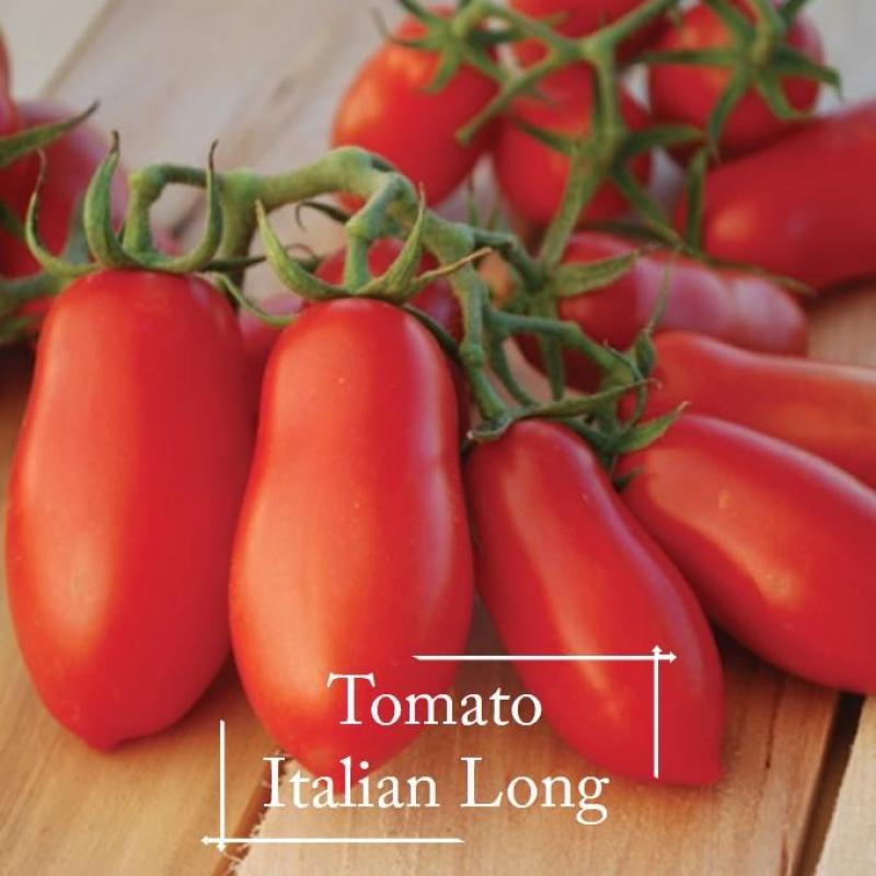 Organic Italian Long Tomato Seeds 200 Seeds ต้นไม้มงคล เมล็ดพันธุ์ผัก ...
