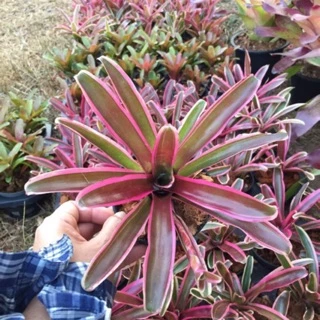 bromeliad ราคาพิเศษ | ซื้อออนไลน์ที่ Shopee ส่งฟรี*ทั่วไทย!