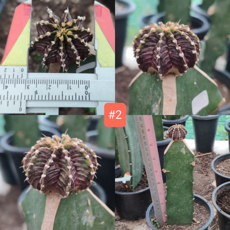 แคคตัสยิมโนไม้กราฟ โคลน LB2178 แท้ | Shopee Thailand