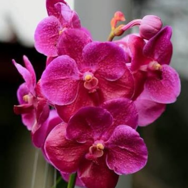 กล้วยไมั แวนด้า เพียวเเว็กซ์ พิ้งค์ Vanda Pure’s Wax Pink | Shopee Thailand