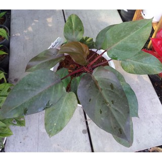 ต้นฟิโลเดนดรอนเรดเอมเมอรัล Philo. Red Emerald มรกตแดง | Shopee Thailand