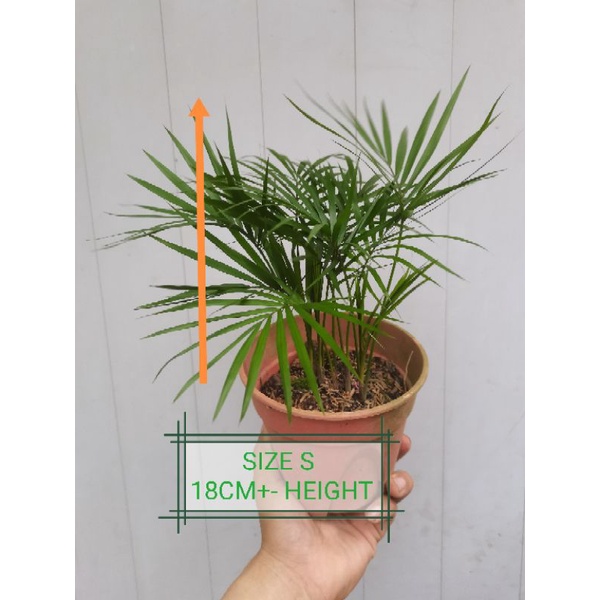 Tk plants ,Jawa palm , palm tree，indoor plants , real live plants ...