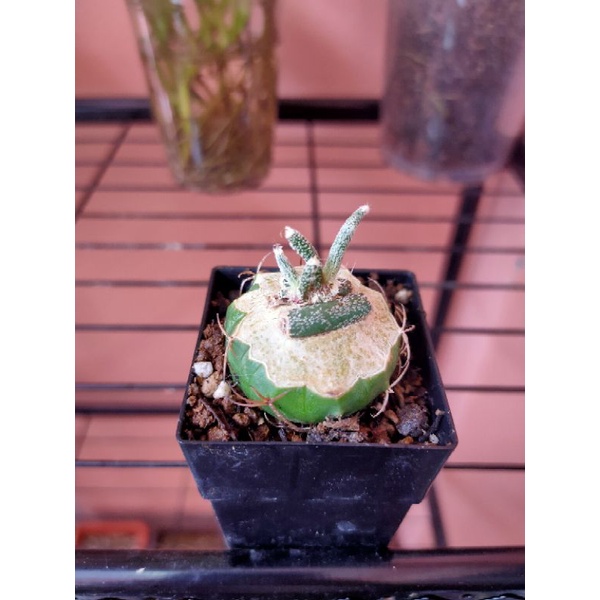 คาปุดเมดูซ่า Capud medusae ส่งเเบบถอดราก | Shopee Thailand