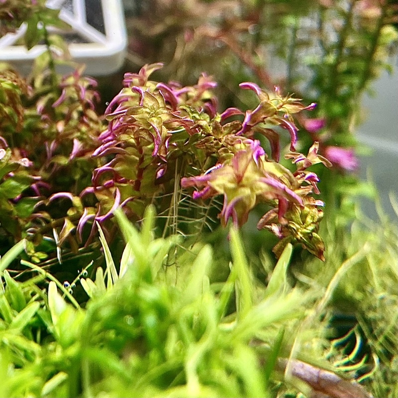 โรทาล่า กุหลาบ - Rotala Macrandra Pearl Mini ไม้น้ำ ไม้ประดับตู้ปลา ...