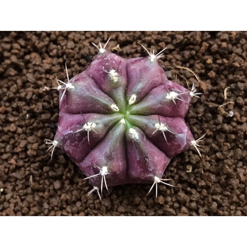 ยิมโนชำหน่อ Siamese Grapeโคลนกระท่อมลุงจรณ์ | Shopee Thailand