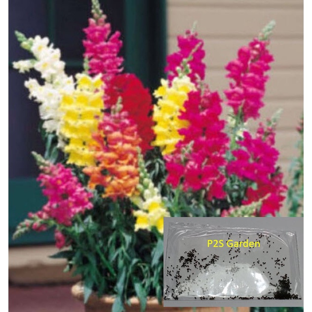 #4 เมล็ดพันธุ์ โทดแฟล็กซ์ (Toadflax / Baby Snapdragon) คละสี ไม้ดอก จาก ...