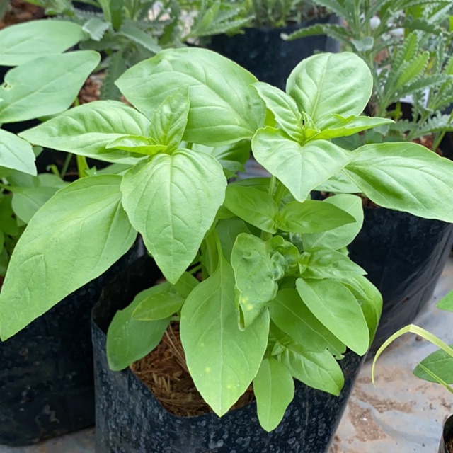 โหระพาอิตาลี (Italian besil) | Shopee Thailand