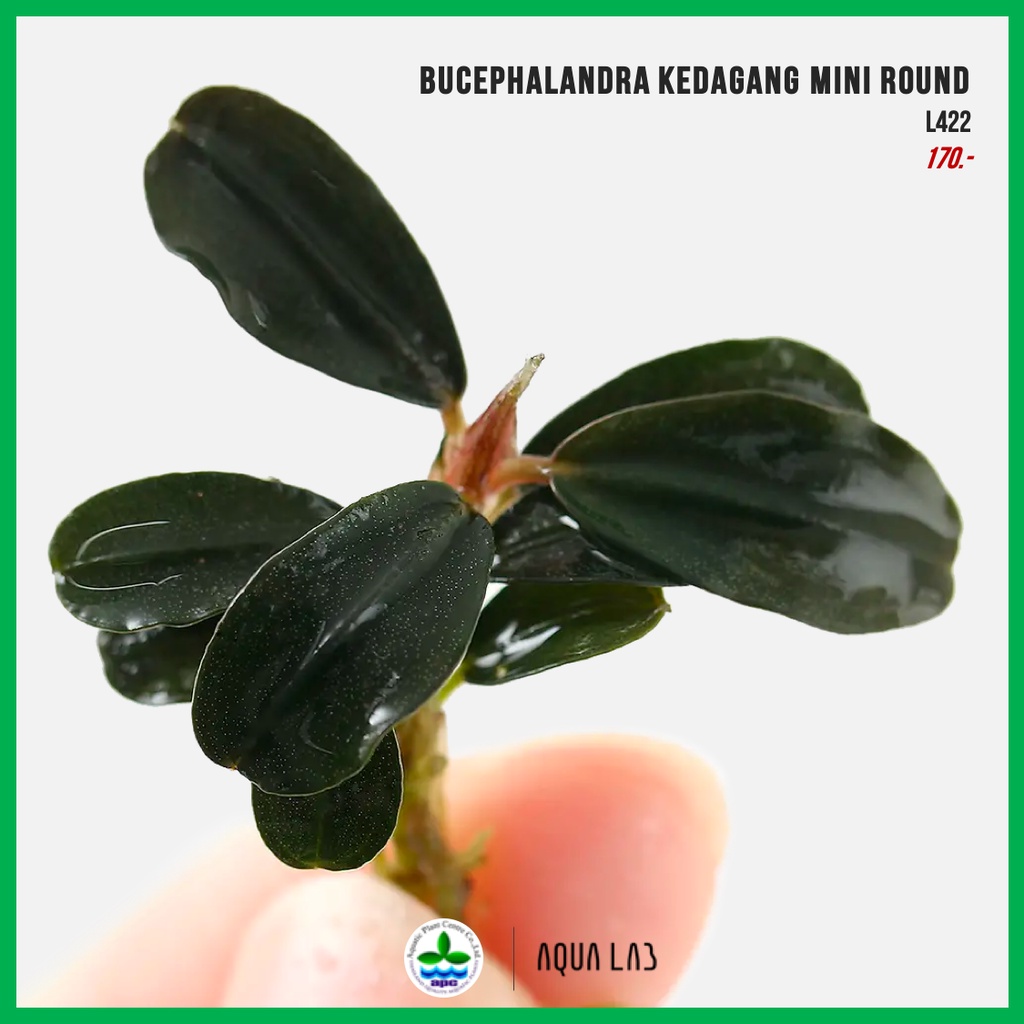 [APC] Bucephalandra kedagang mini round (บูเซปเกดาแกงมินิ) [ไม้น้ำ ...