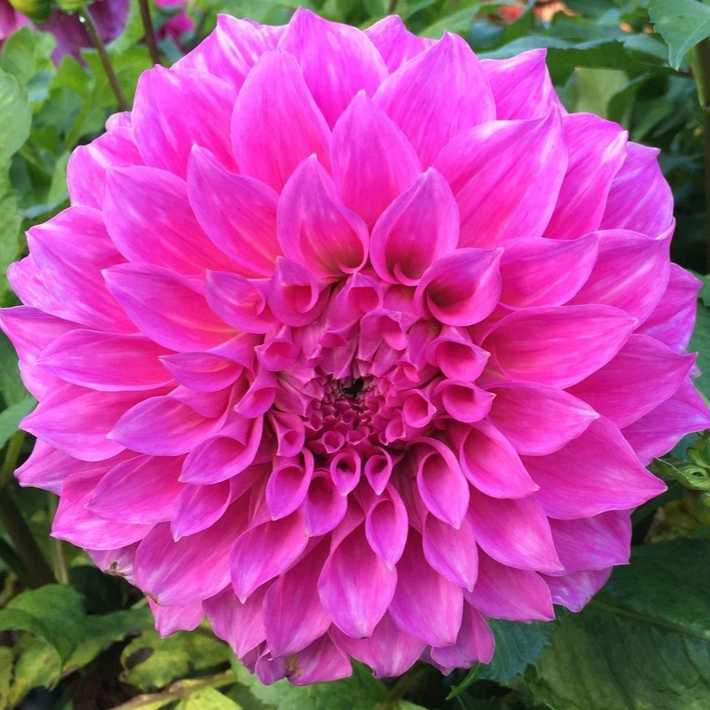 รักเร่ Dahlia สายพันธุ์ Claudette นำเข้าจากเนเธอร์แลน หัวสดใหม่ 1 หัว ...