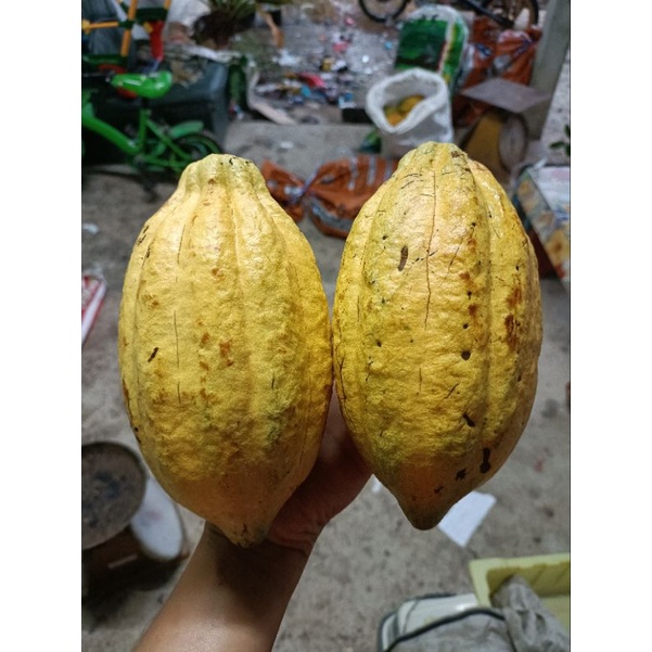 ☘️ผลสดโกโก้ พันธ์ชุมพร1 ต้นแม่พันธ์อายุ 30ปี+ ผลสดโกโก้กิโลละ 30บาท ผล ...