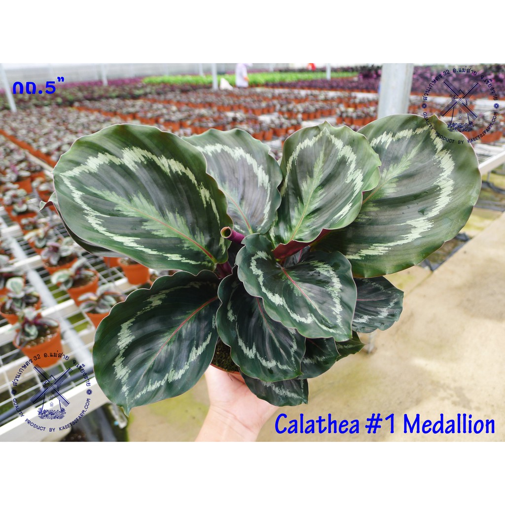 คาลาเทีย คล้า (Calathea, Ctenanthe) ขนาดกระถาง 5 นิ้ว Crimson Vittata ...