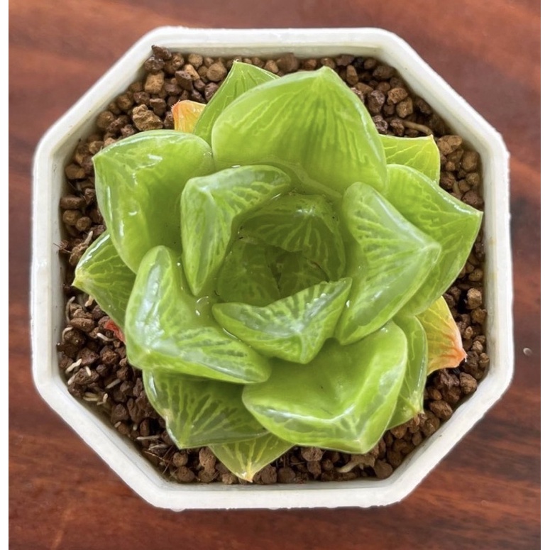 ฮาโวเทีย : Haworthia obtusa x retusa ‘Hoi An’ A056 ไม้นำเข้า ฮาโวเทีย กุหลาบหิน ไม้อวบน้ำ ไลทอป ...