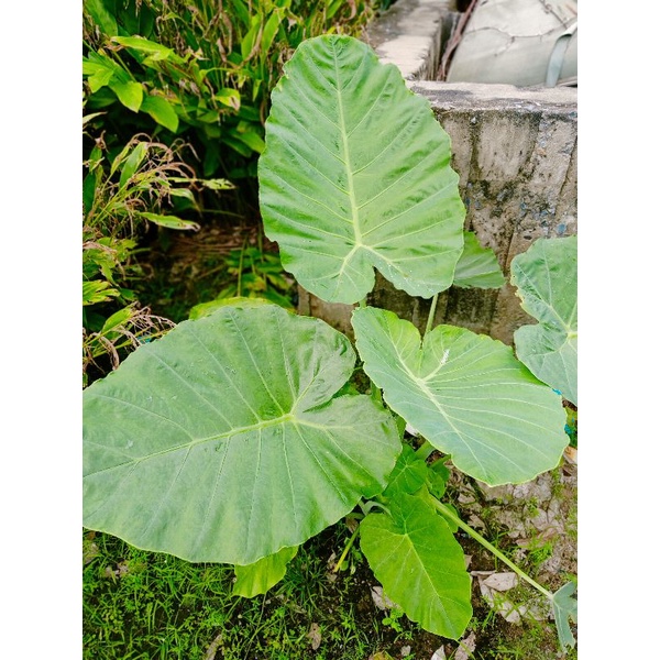 ออดิบ หรือ ต้นทูน (พืชโบราณ) | Shopee Thailand