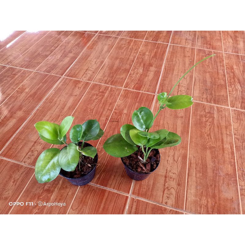 กิ่งโฮย่า ตัดสด อัพเดท 13/10/66 Hoya carnosa freckles splash australis patricia | Shopee Thailand