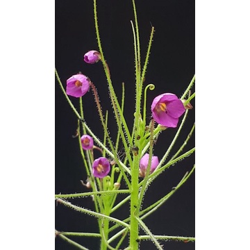 เมล็ดพืชกินแมลง Byblis aqutica (rainbow plants) 20 เมล็ด | Shopee Thailand