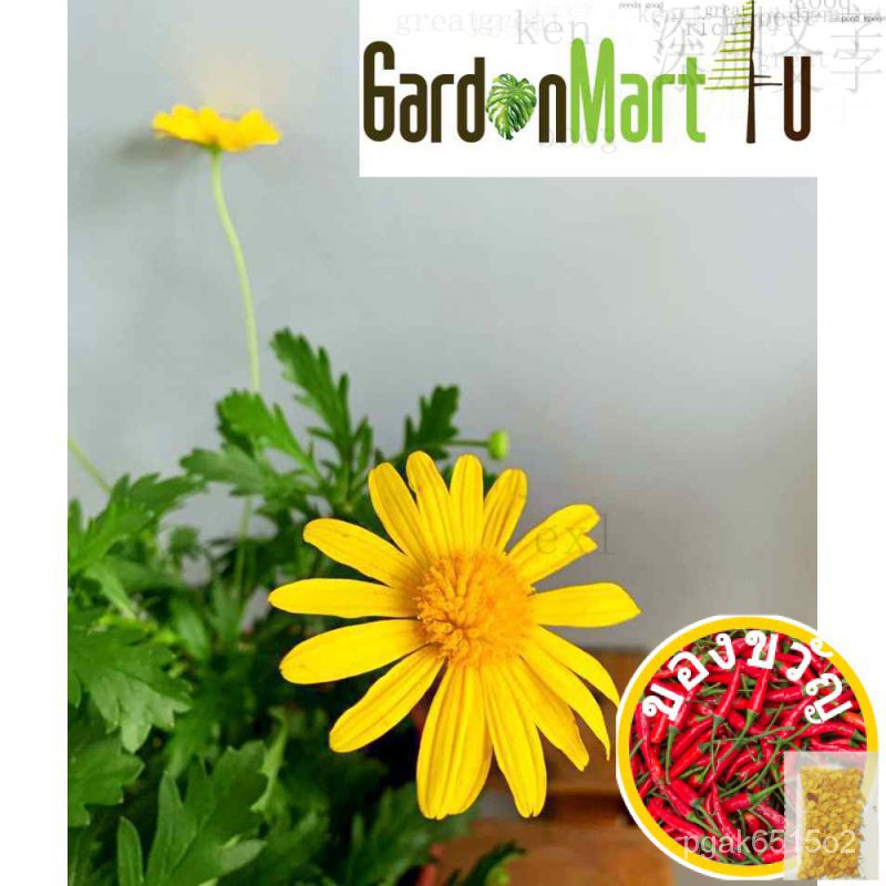 Live Plant Euryops pectinatus 'Viridis' Pokok Hiasan Pokok Hidup ใบไม้ ...