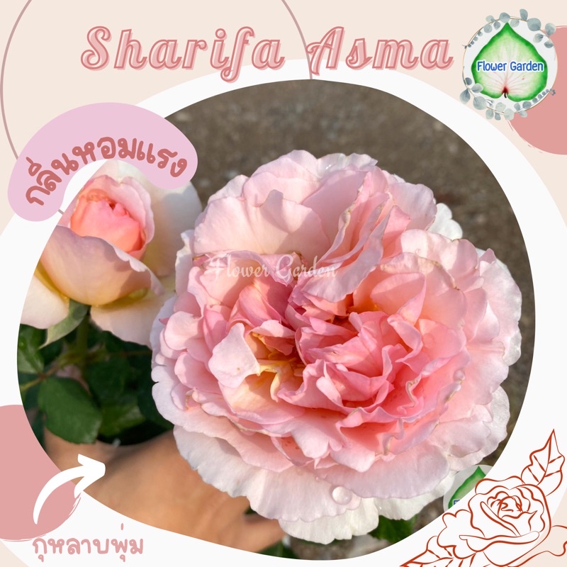 F555 กุหลาบ Sharifa Asma ️ดอกหอมแรง!! ชารีฟา อัสมา | Shopee Thailand