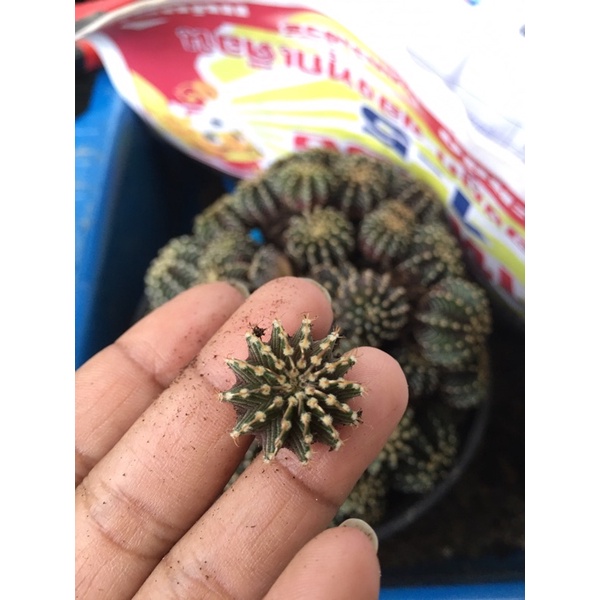 ต้นยิมโน LB2178 ตัวแท้ ไม้เมล็ด100%( ต้นกระบองเพชร Gymnocalycium mihanovichii LB2178 Agua Dulce ...