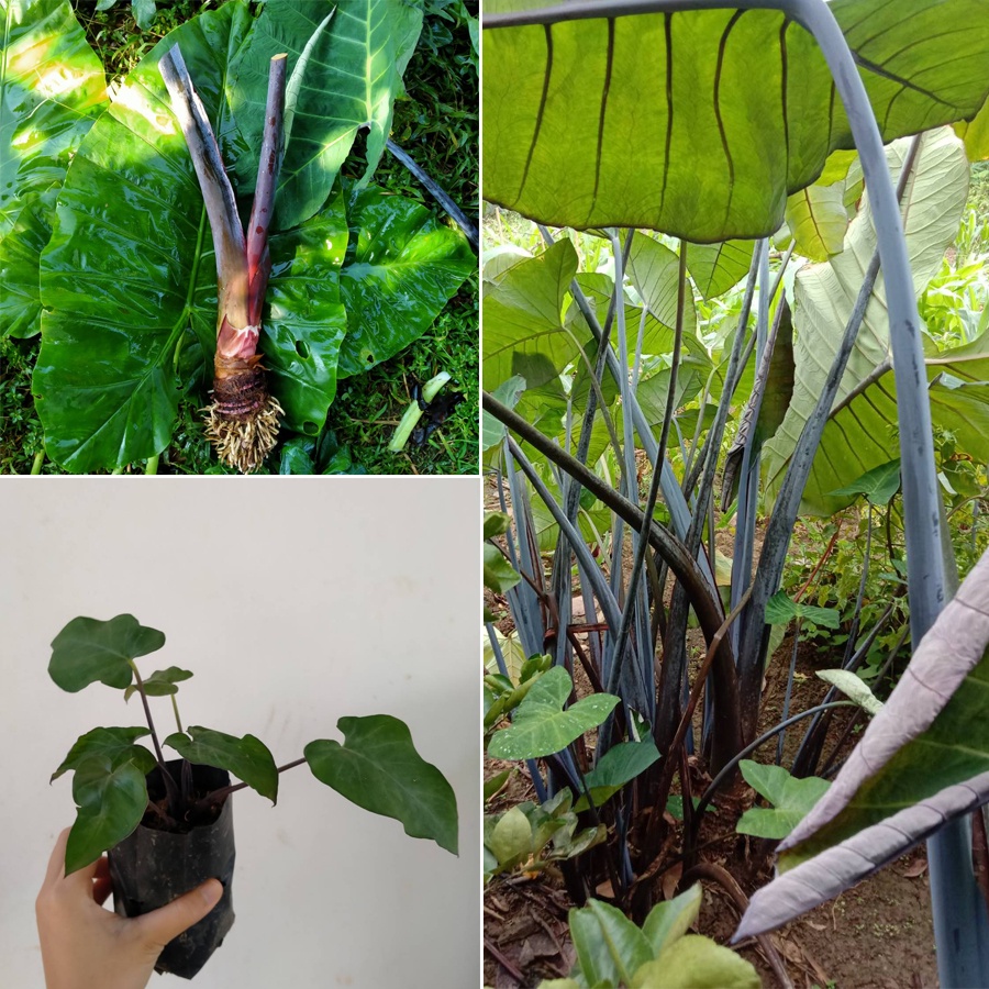 บอนทูนดำ 5แถม1 ต้นสวยเป็นร่มเงา (ส่งเป็นต้นในถุงดำ) คูณดำ ออดิบดำ บอน ...