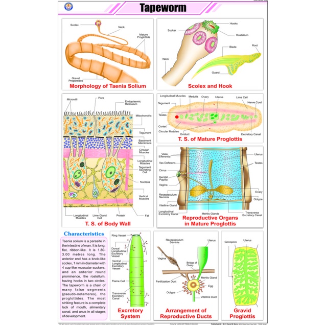 โปสเตอร์แผ่นใหญ่แบบแขวนภาษาอังกฤษ-พยาธิชนิดต่างๆ (Hanging Poster in ...