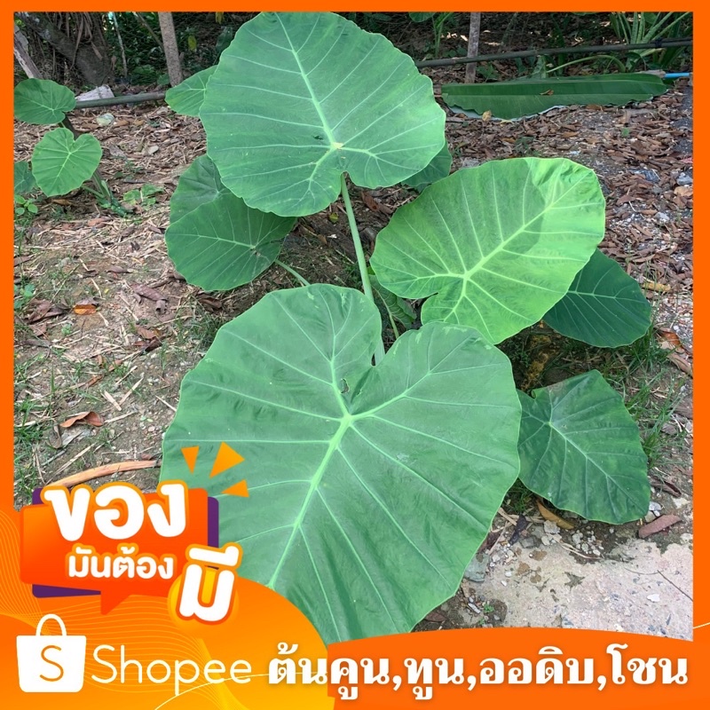 ต้นทูน ตูน ออดิบ(รับประทานได้จัดส่งต้นตัดใบ) | Shopee Thailand